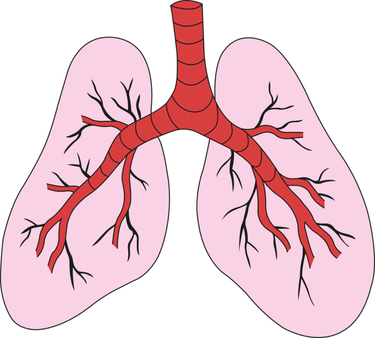 The Lifesaving Role of Lungs