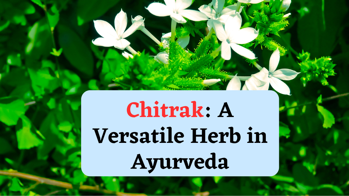 Chitrak: A Versatile Herb in Ayurveda - Dr.milind.com | A Complete ...